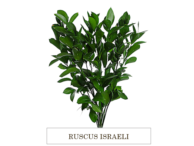 Our greens – Natural Farms